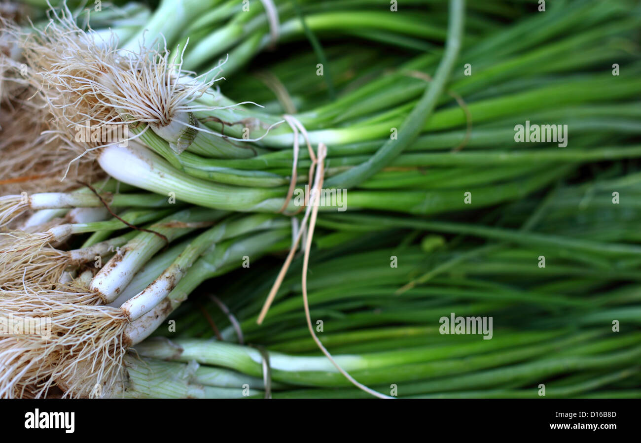 Spring onion green hi-res stock photography and images - Alamy