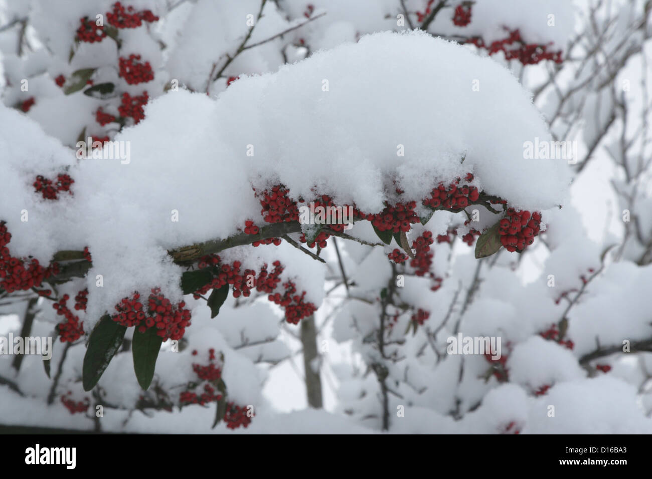 Mountain ash hi-res stock photography and images - Alamy