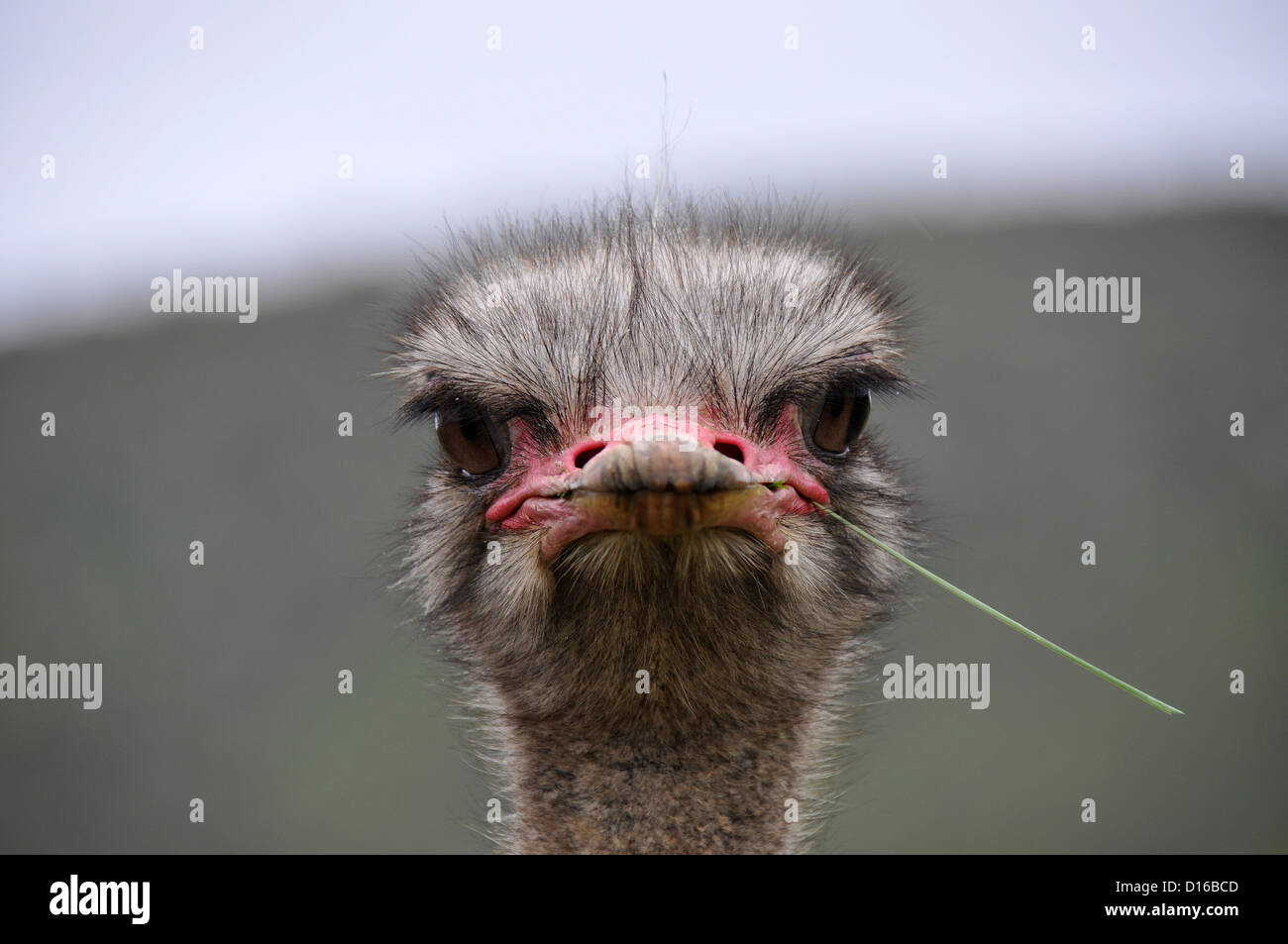 Straw neck hi-res stock photography and images - Alamy