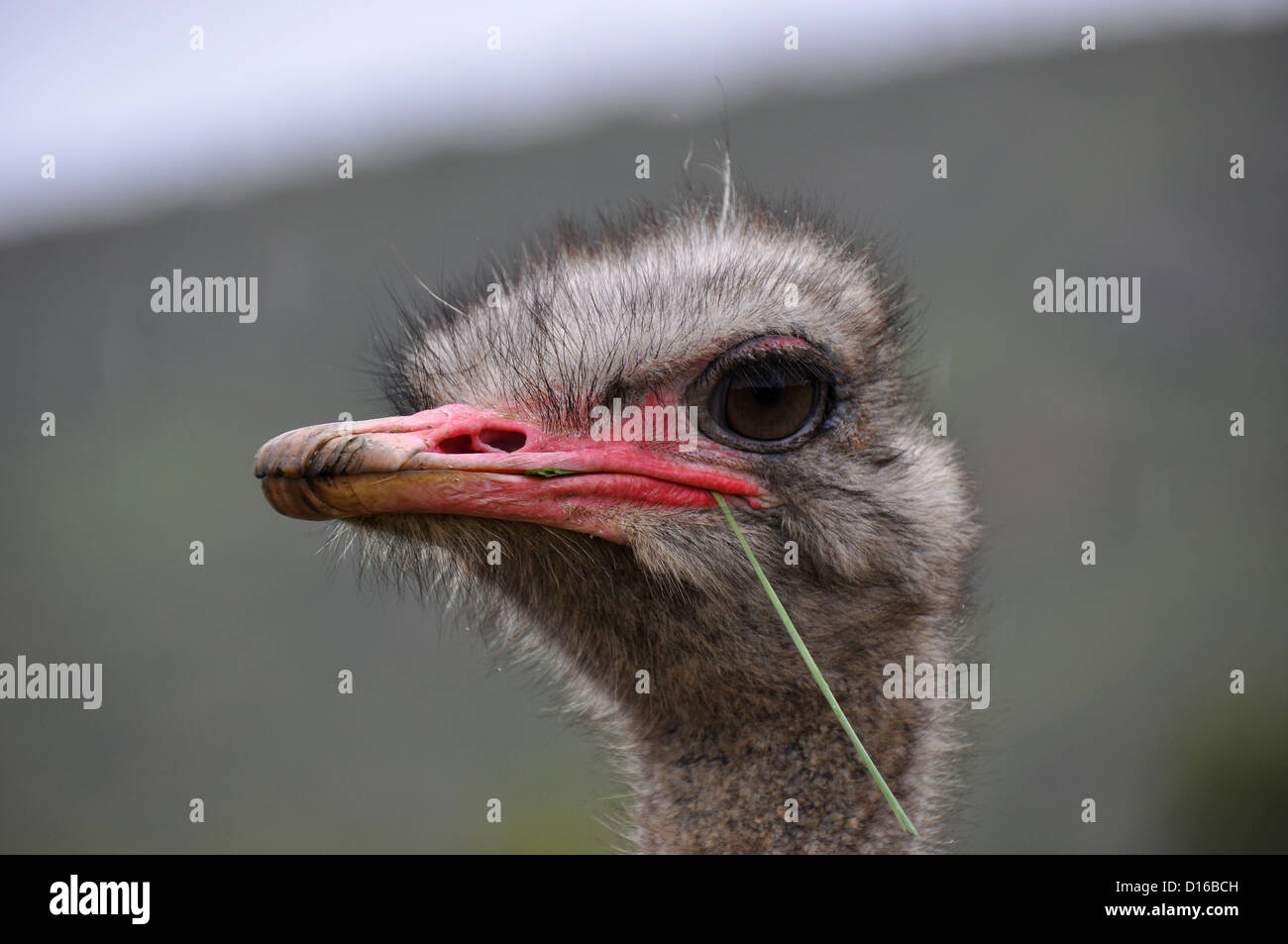 Straw Neck High Resolution Stock Photography and Images - Alamy