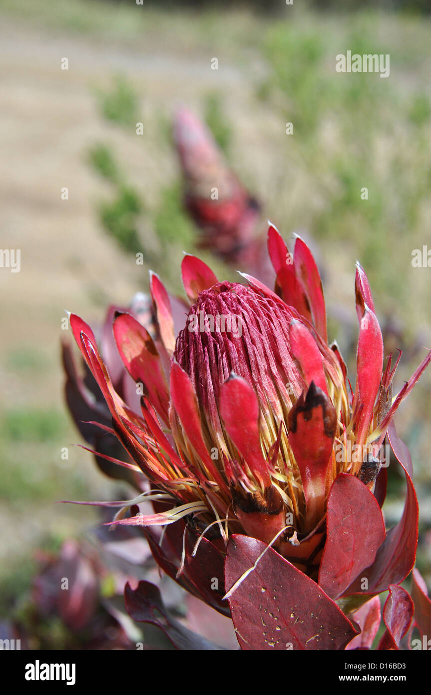 Closeup protea flower bud hi-res stock photography and images - Alamy