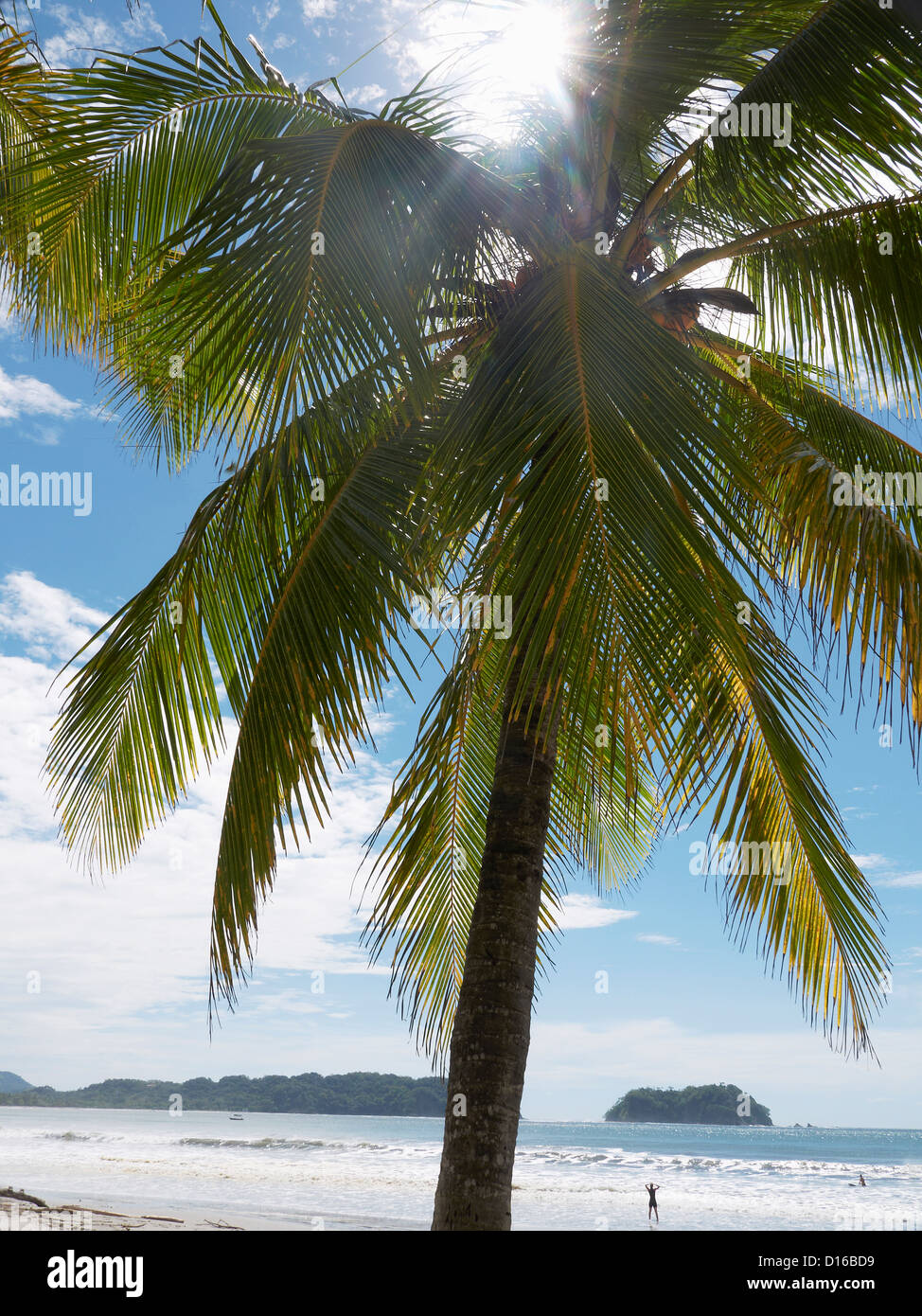 palm on the beach of Playa Samara; Nicoya Peninsula; Costa Rica ...