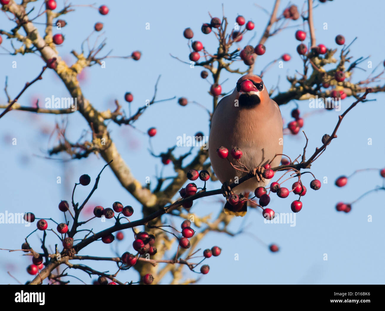 Hawthorn berry bird hi-res stock photography and images - Alamy
