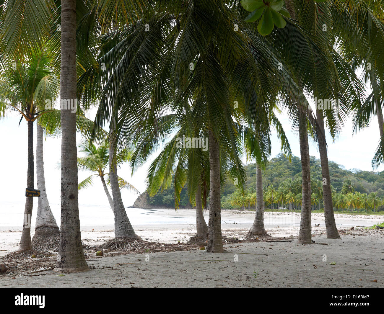 palms on the beach of Playa Samara; Nicoya Peninsula; Costa Rica ...