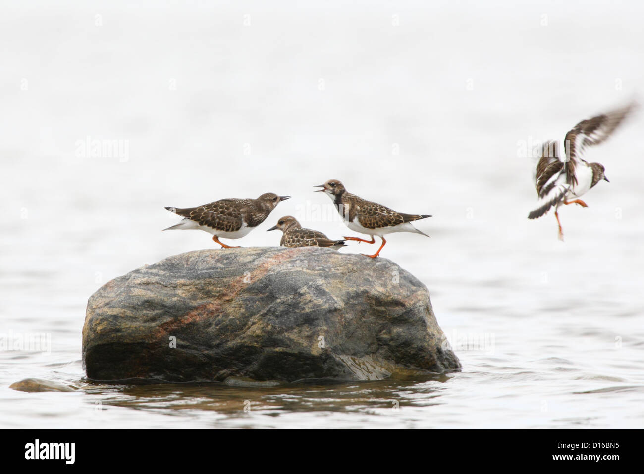 Ruddy Turnstone's (Arenaria interpres) arguing over stone, Europe Stock ...
