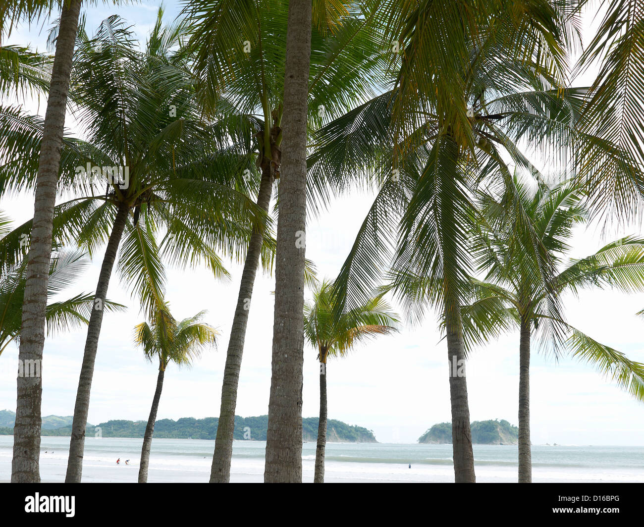 palms on the beach of Playa Samara; Nicoya Peninsula; Costa Rica ...