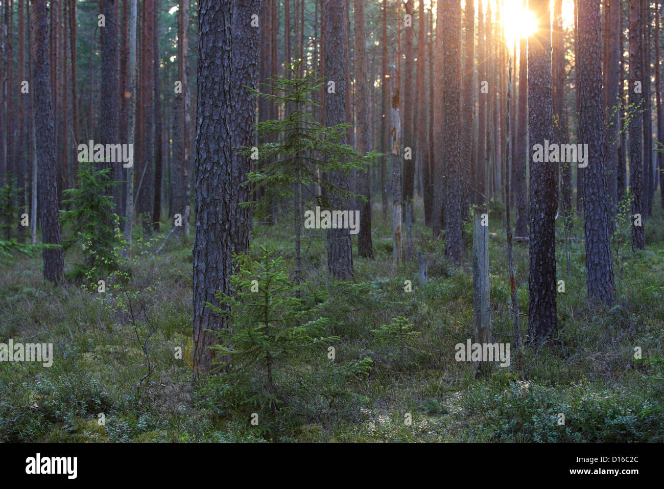Estonia green hi-res stock photography and images - Alamy