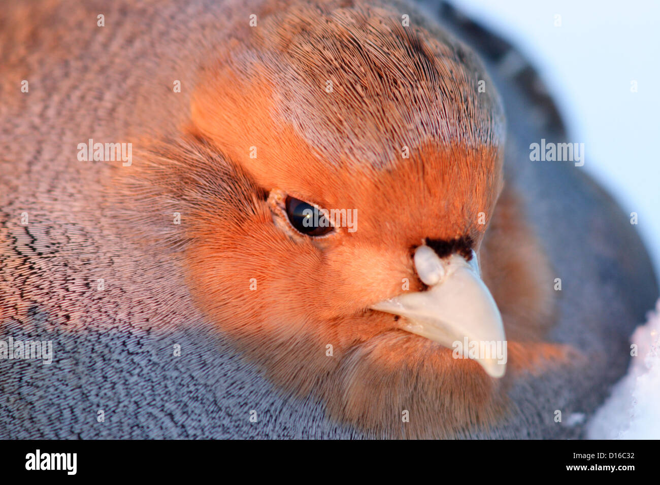 Portrait of wild Grey Partridge (Perdix perdix), Europe Stock Photo - Alamy