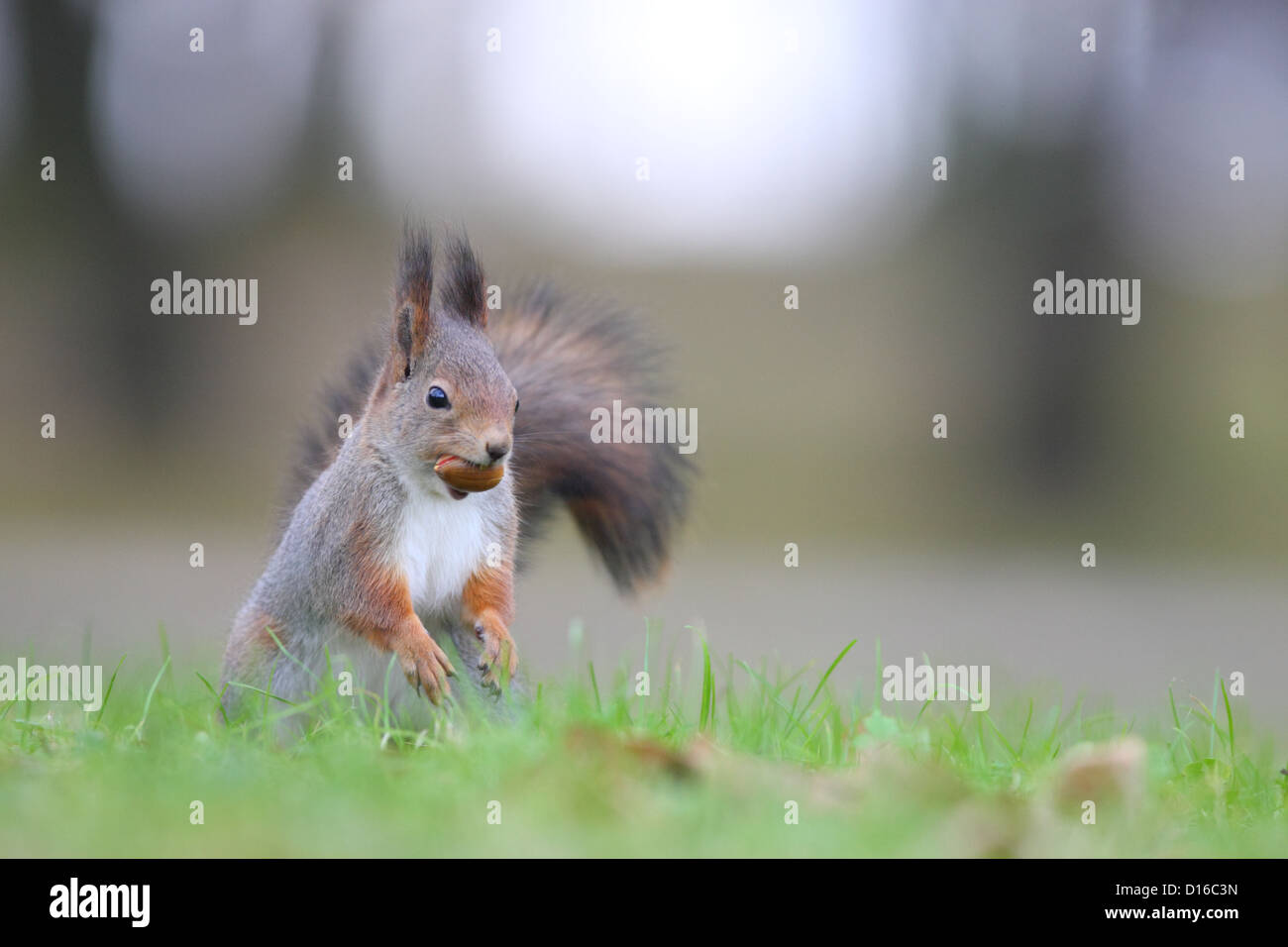 Wild Red squirrel (Sciurus vulgaris) with oak tree acorn Stock Photo ...