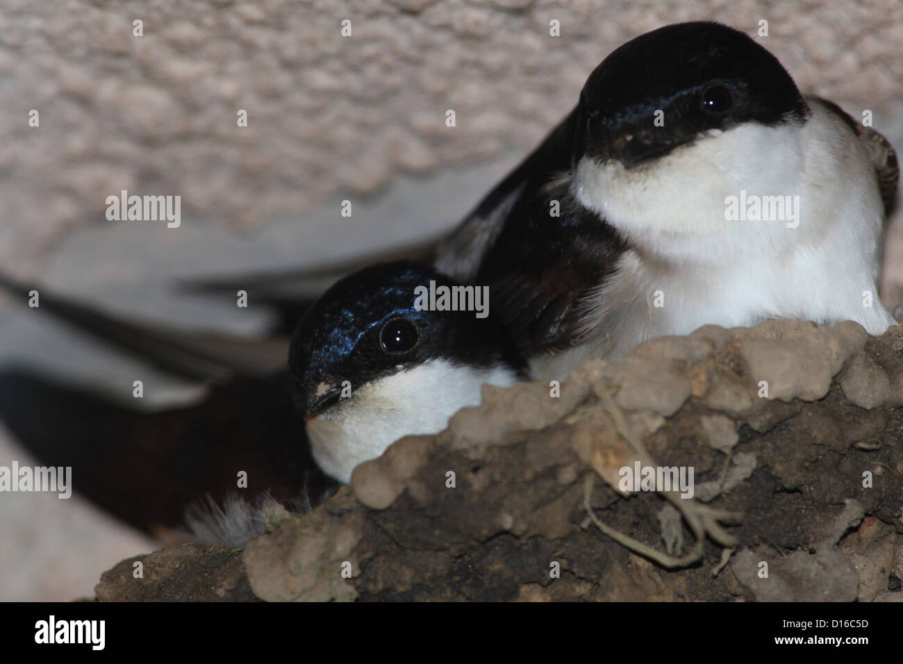 House Martin's (Delichon urbica) pair sitting on nest Stock Photo - Alamy