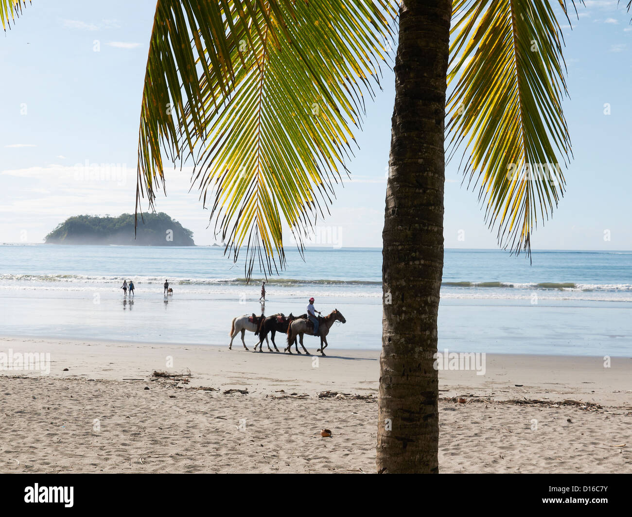 horses for rent on the beach of Playa Samara; Nicoya Peninsula; Costa ...
