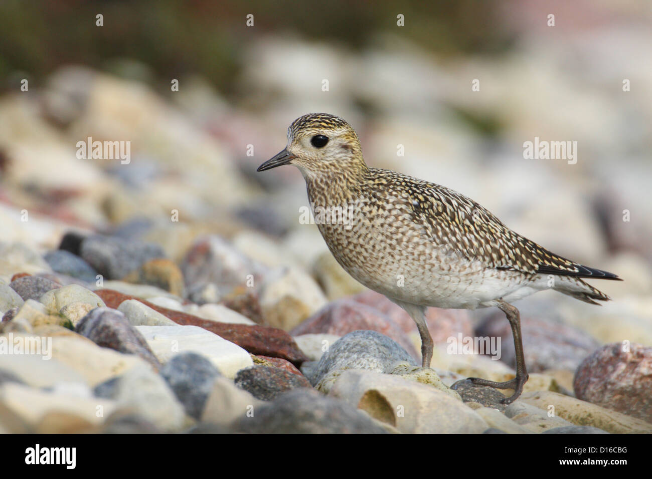 Golden Plover (Pluvialis apricaria), Europe Stock Photo - Alamy