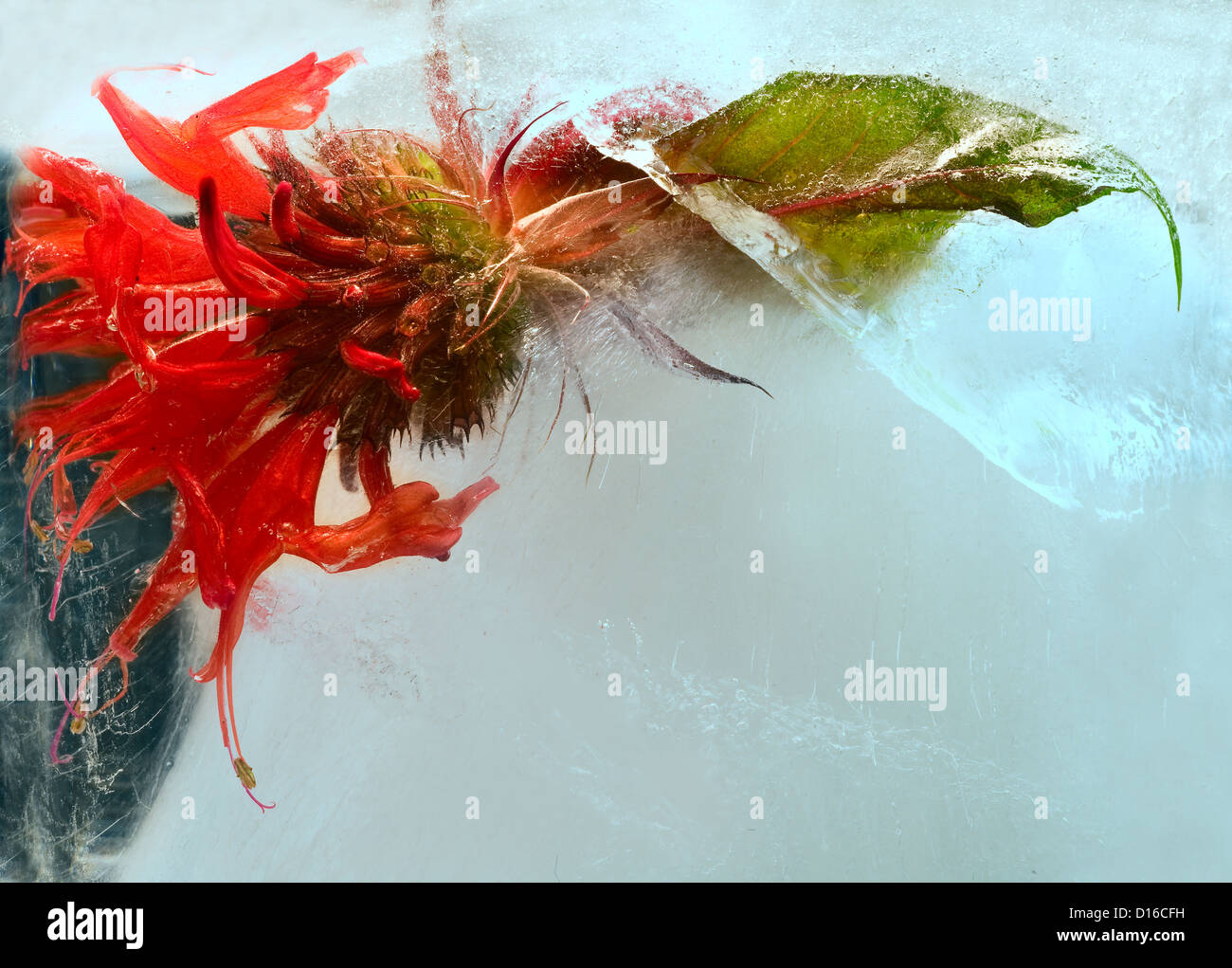Horsemint hi-res stock photography and images - Alamy