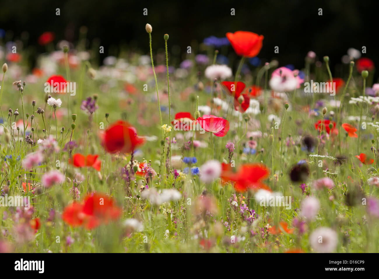 A field of wild flowers Stock Photo - Alamy