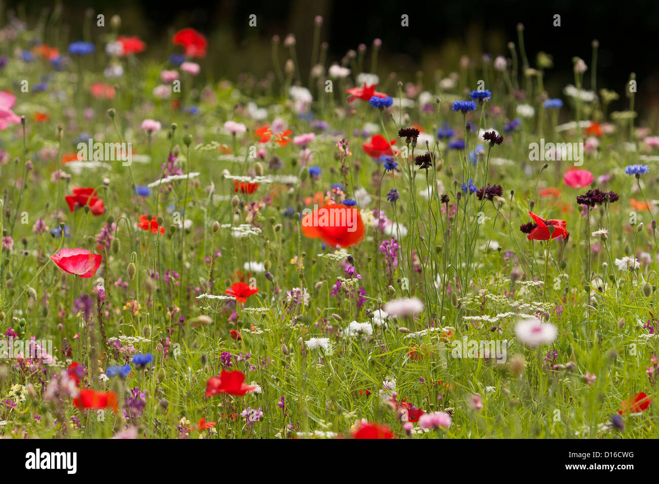 A field of wild flowers Stock Photo - Alamy