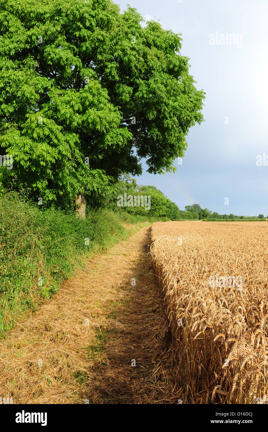Ash Tree,English Countryside.Also see D1B604,D1B5YM Same tree in Winter ...