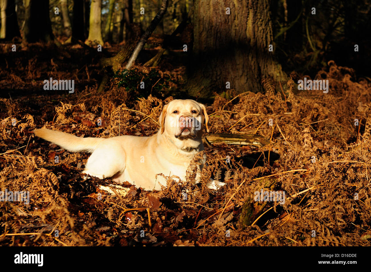 Labrador Dog in Woodland Stock Photo - Alamy