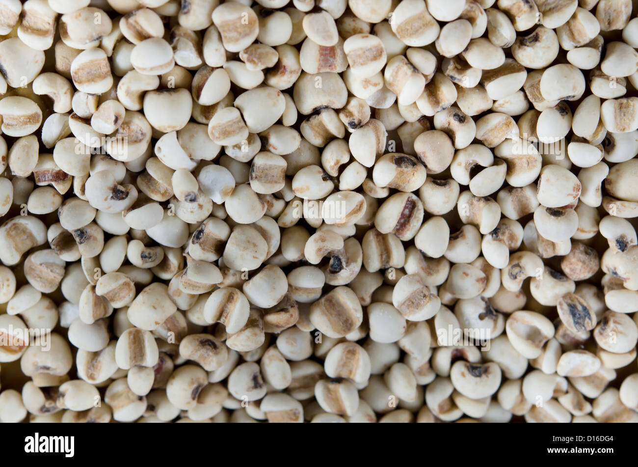 job's tears background , chinese pearl barley Stock Photo - Alamy