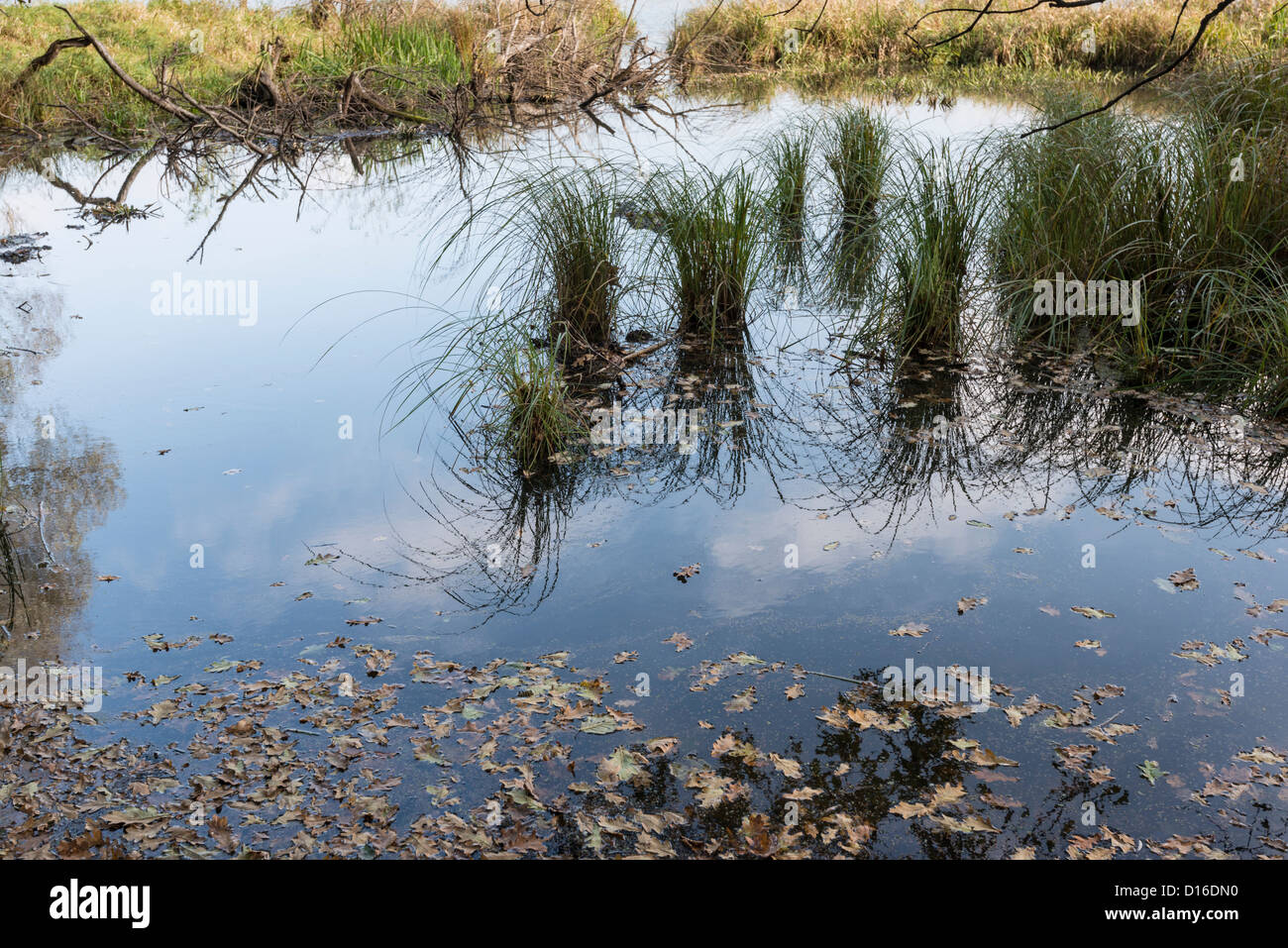Around river Bug, Eastern Poland Stock Photo - Alamy