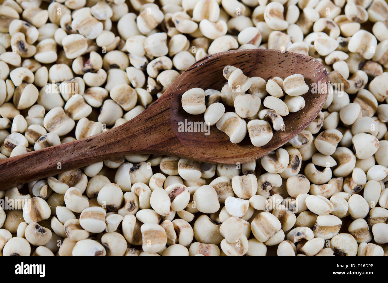 job's tears on spoon , chinese pearl barley background Stock Photo - Alamy