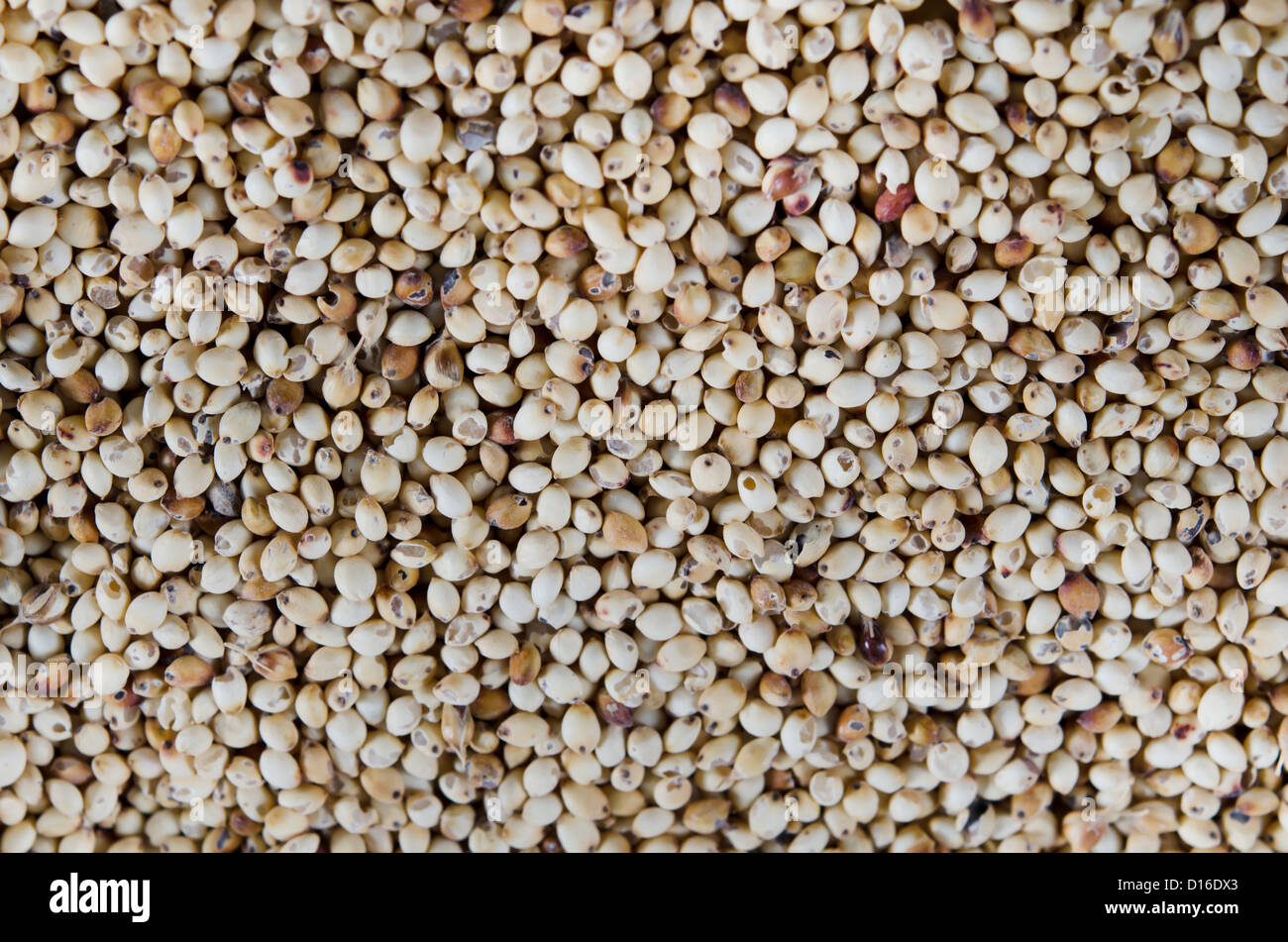 millet grains full background Stock Photo - Alamy