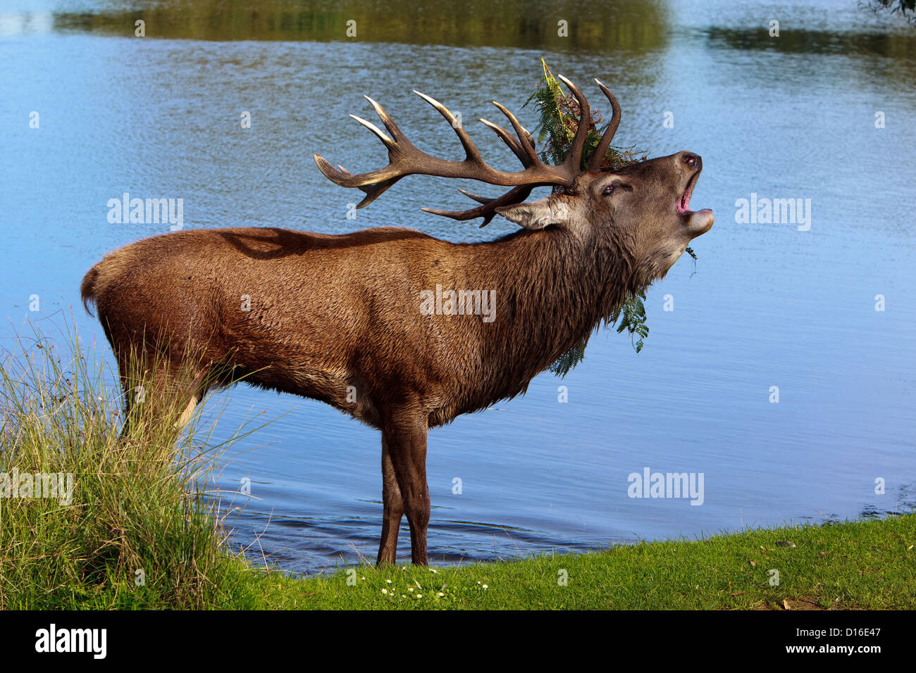 A red deer calling out to the females in the rutting season Stock Photo ...
