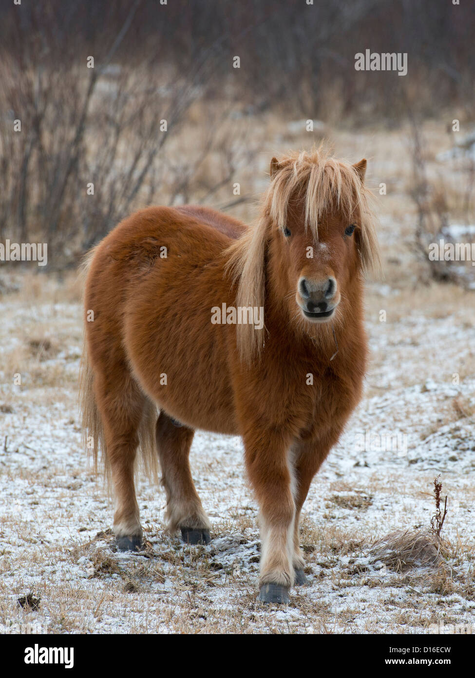Shetland Pony in a pasture in the winter Stock Photo - Alamy