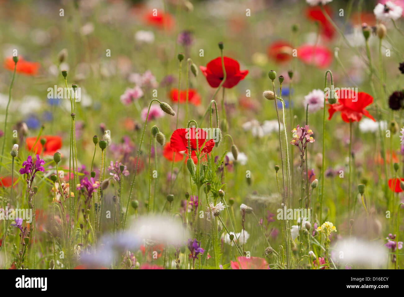 A field of wild flowers Stock Photo - Alamy