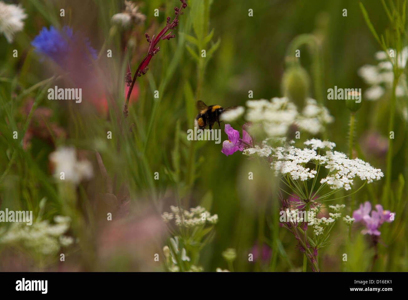 a bumblebee landing on wild flowers Stock Photo - Alamy
