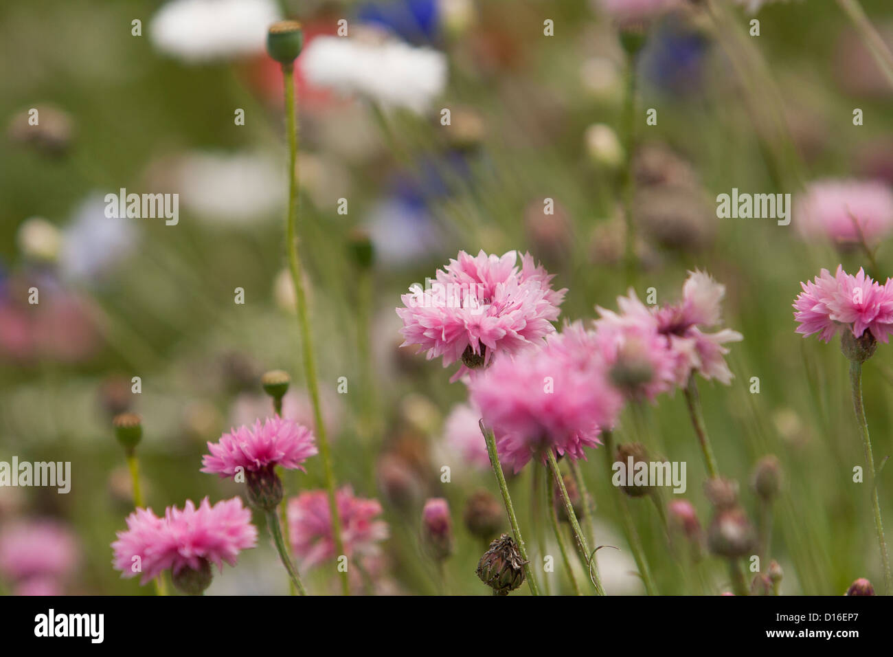 A field of wild flowers Stock Photo - Alamy