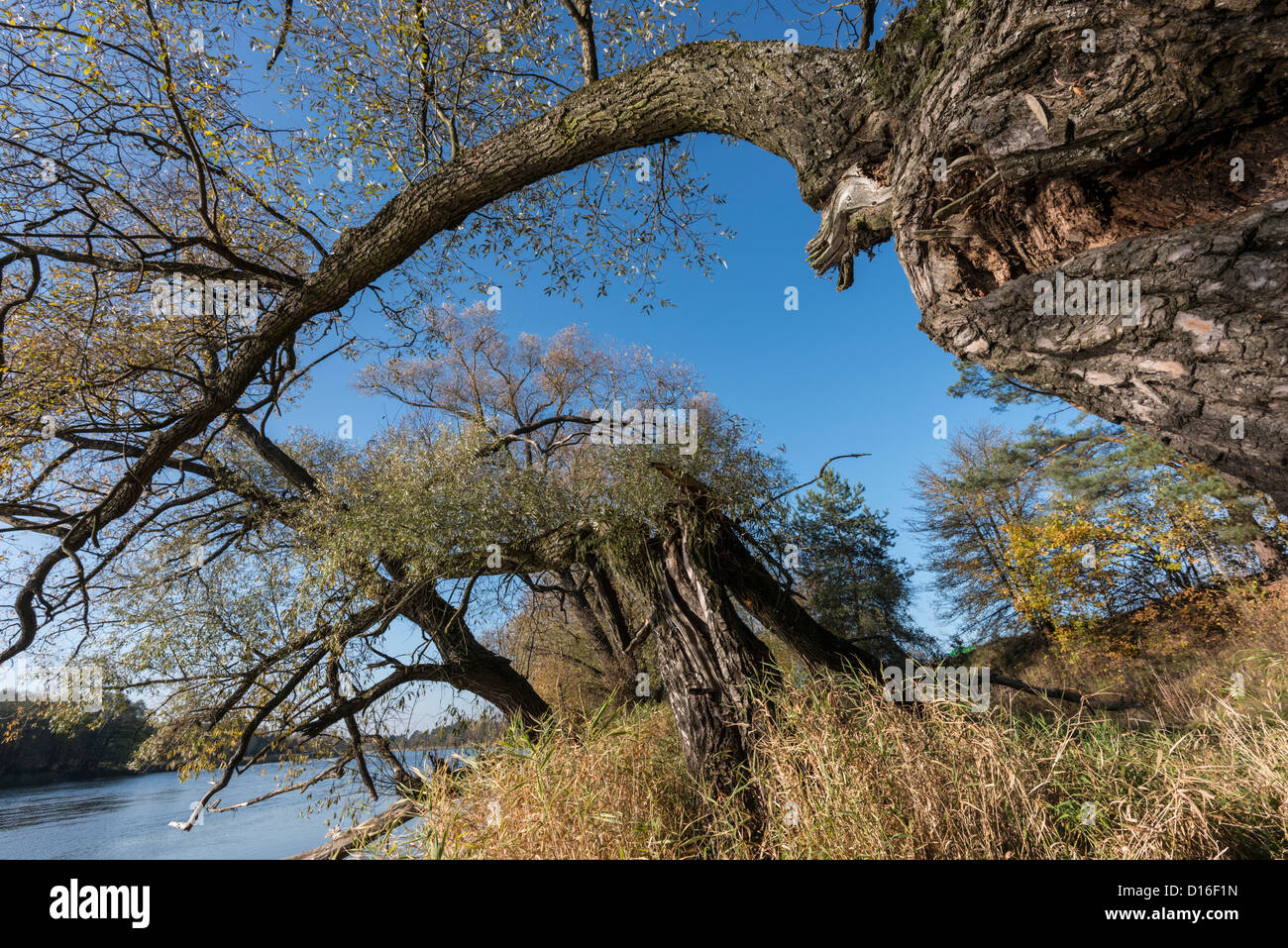 Around river Bug, Eastern Poland Stock Photo - Alamy