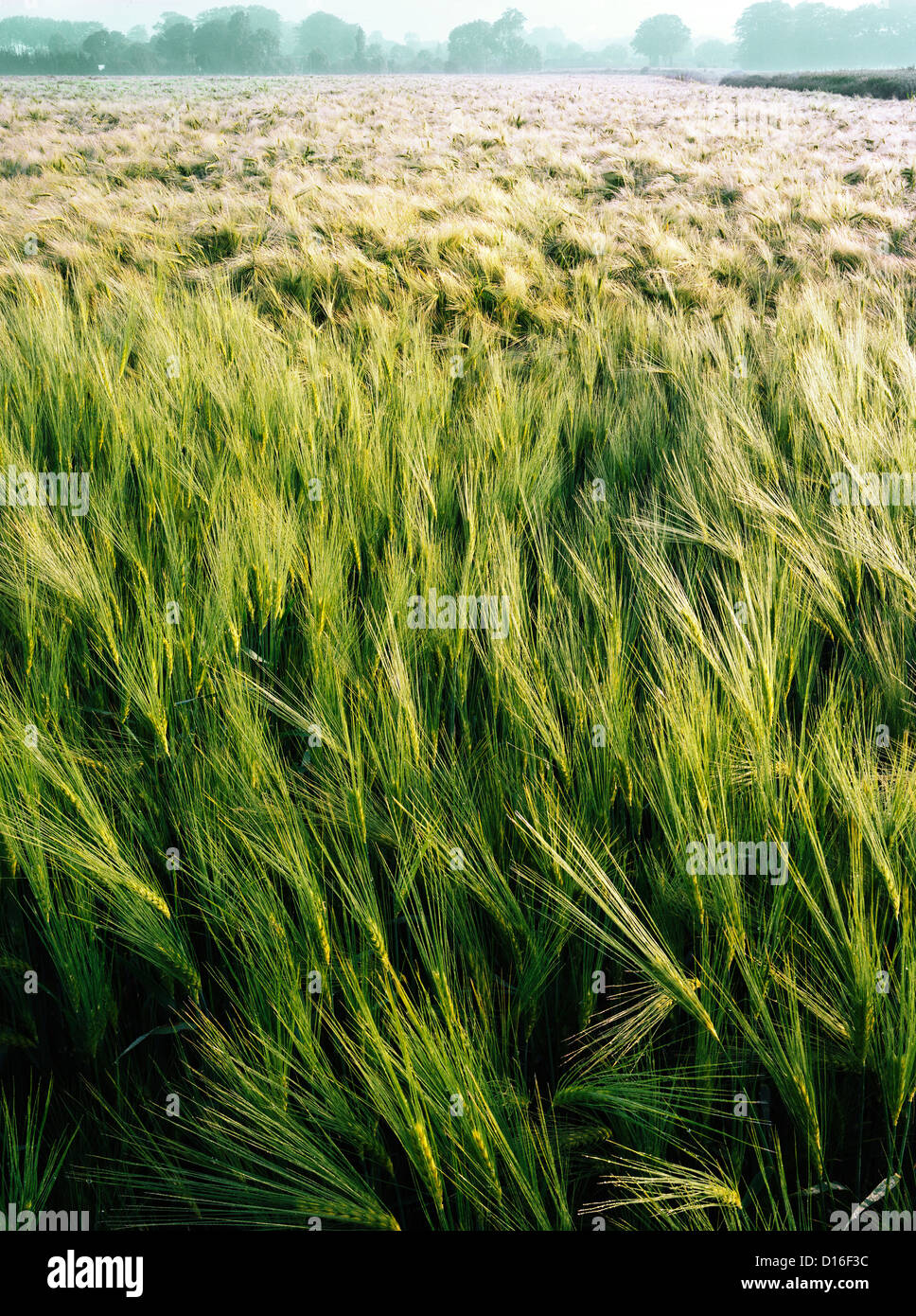 Wheat field blowing in the breeze,Normandy, France Stock Photo - Alamy