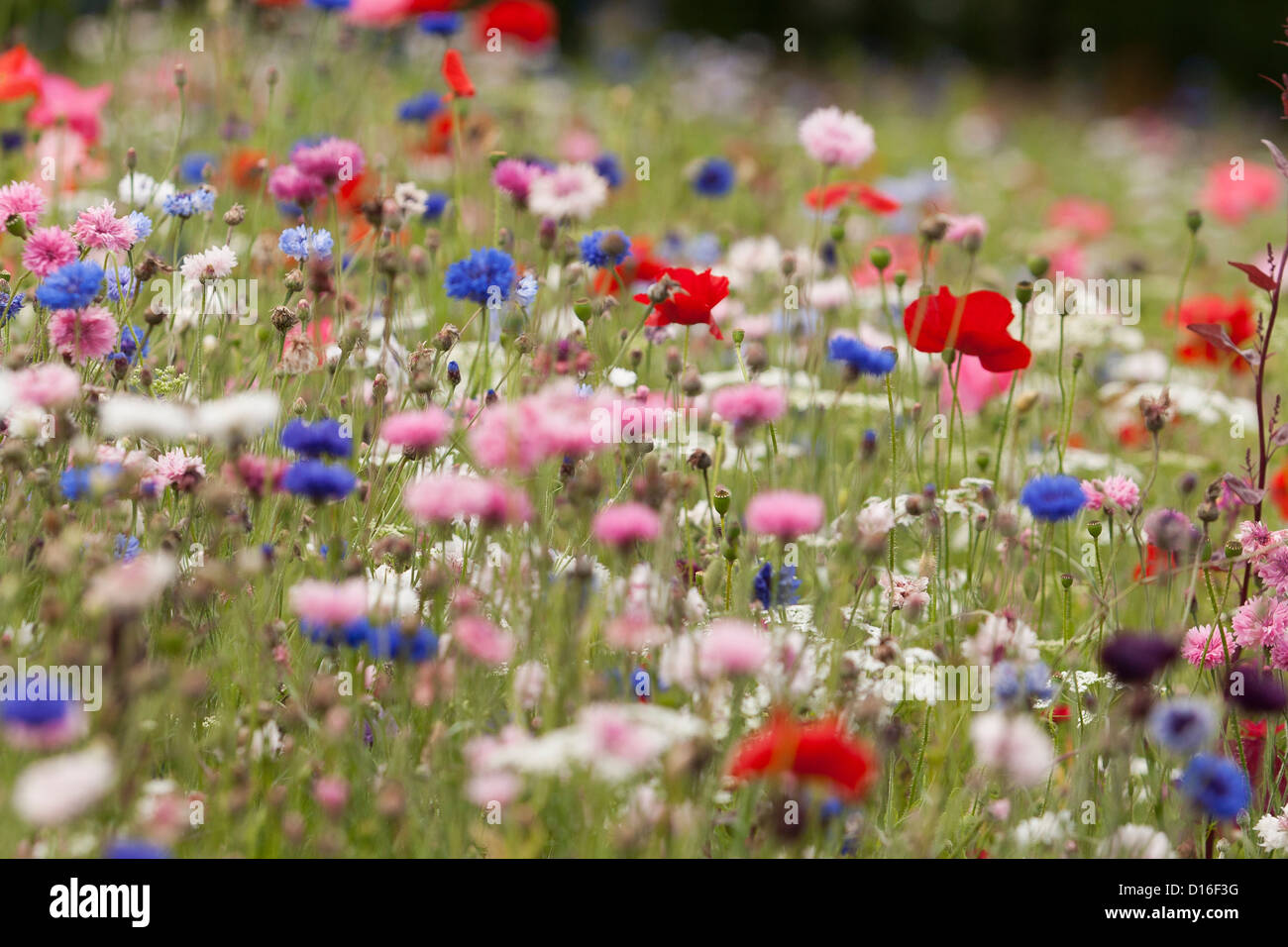 Blue cornflower poppy field hi-res stock photography and images - Alamy