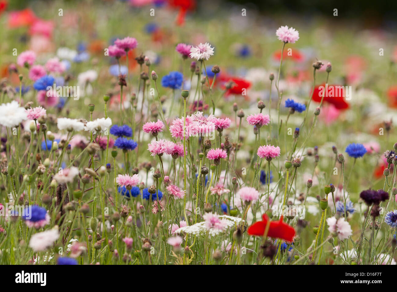 A field of wild flowers Stock Photo - Alamy