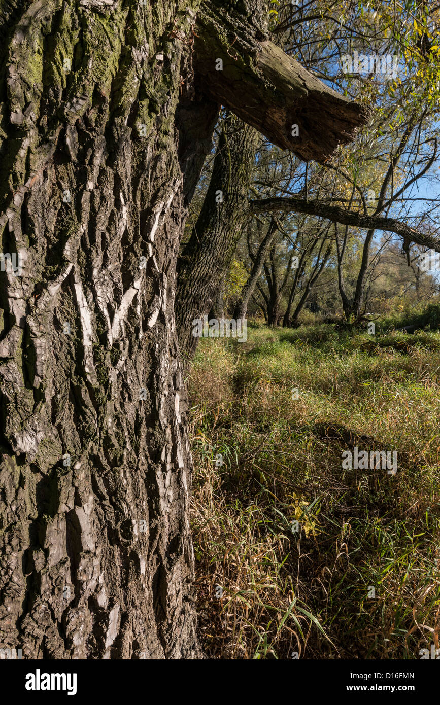Around river Bug, Eastern Poland Stock Photo - Alamy