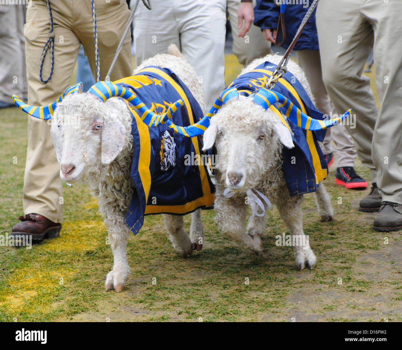 Dec. 8, 2012 - Philadelphia, Pennsylvania, U.S - Navy's mascots march ...