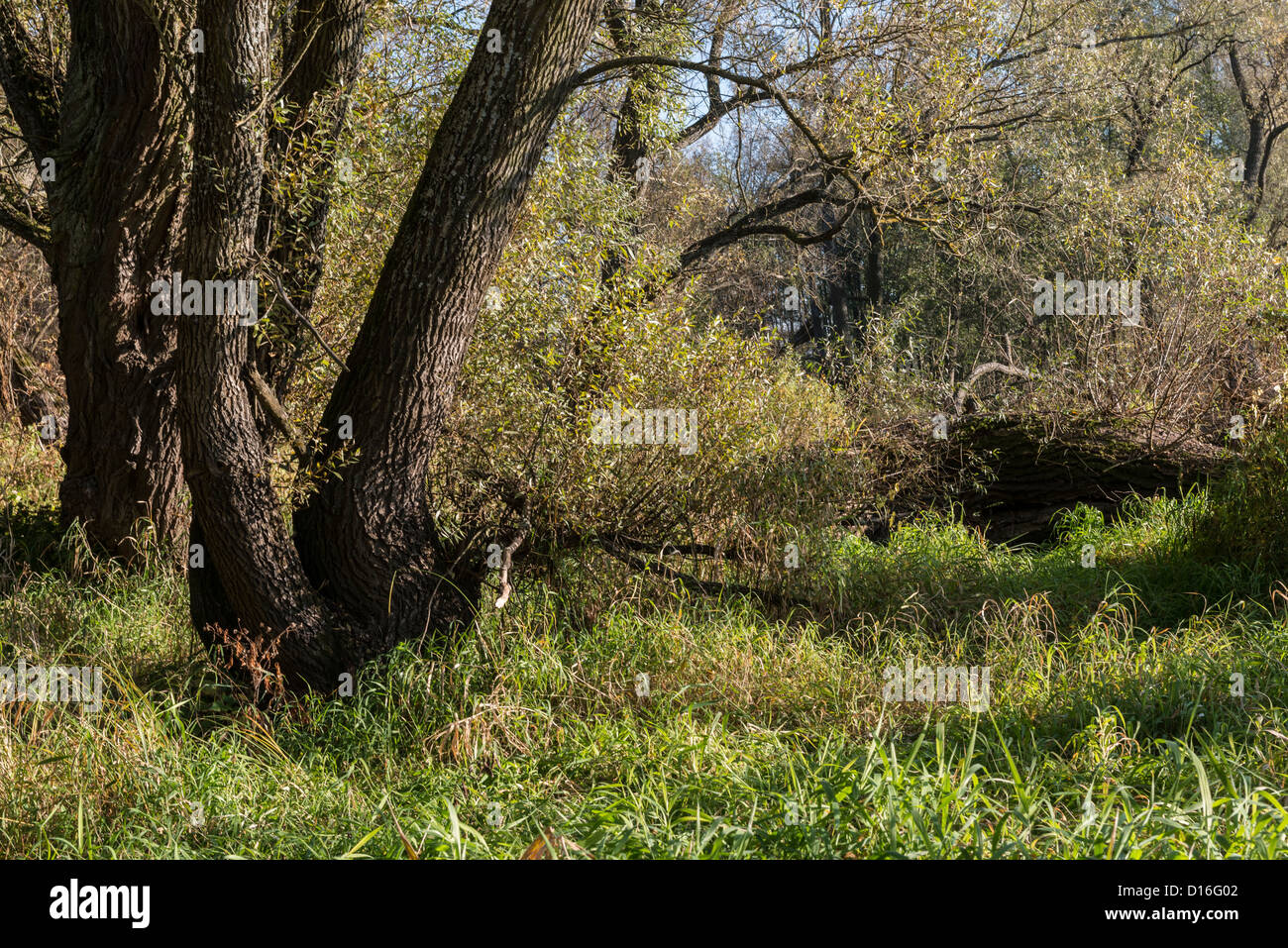 Around river Bug, Eastern Poland Stock Photo - Alamy