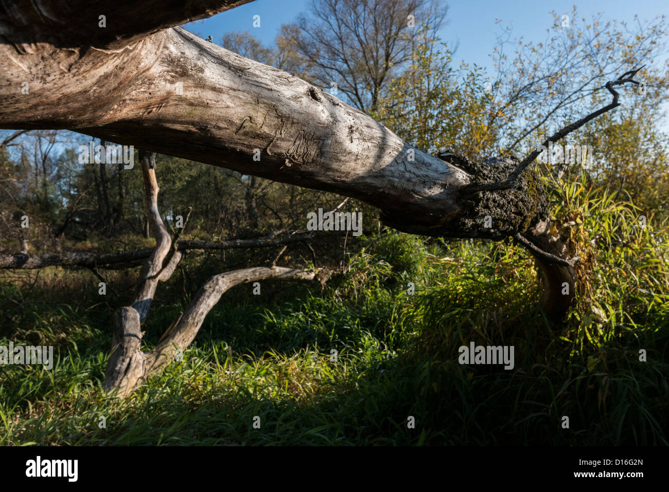Around river Bug, Eastern Poland Stock Photo - Alamy
