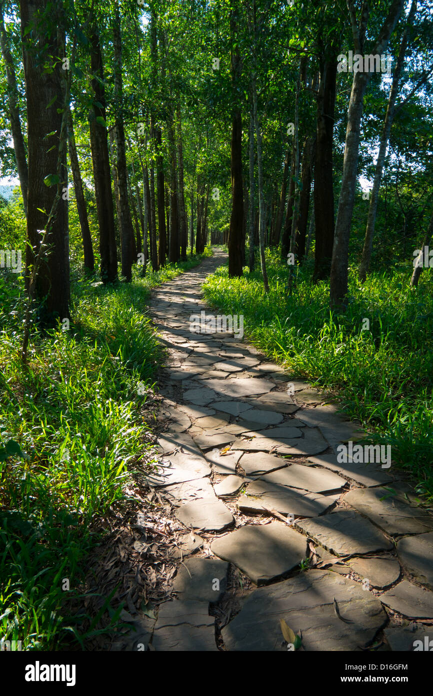 Woodland path with warm sunlight streaming through tress casting ...