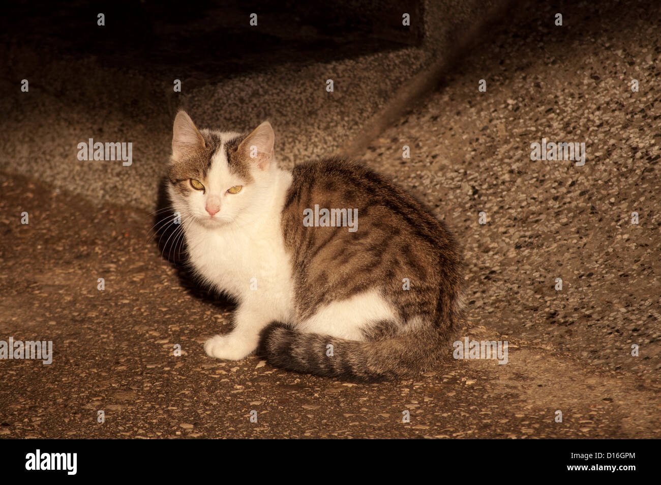 Infected cat hi-res stock photography and images - Alamy