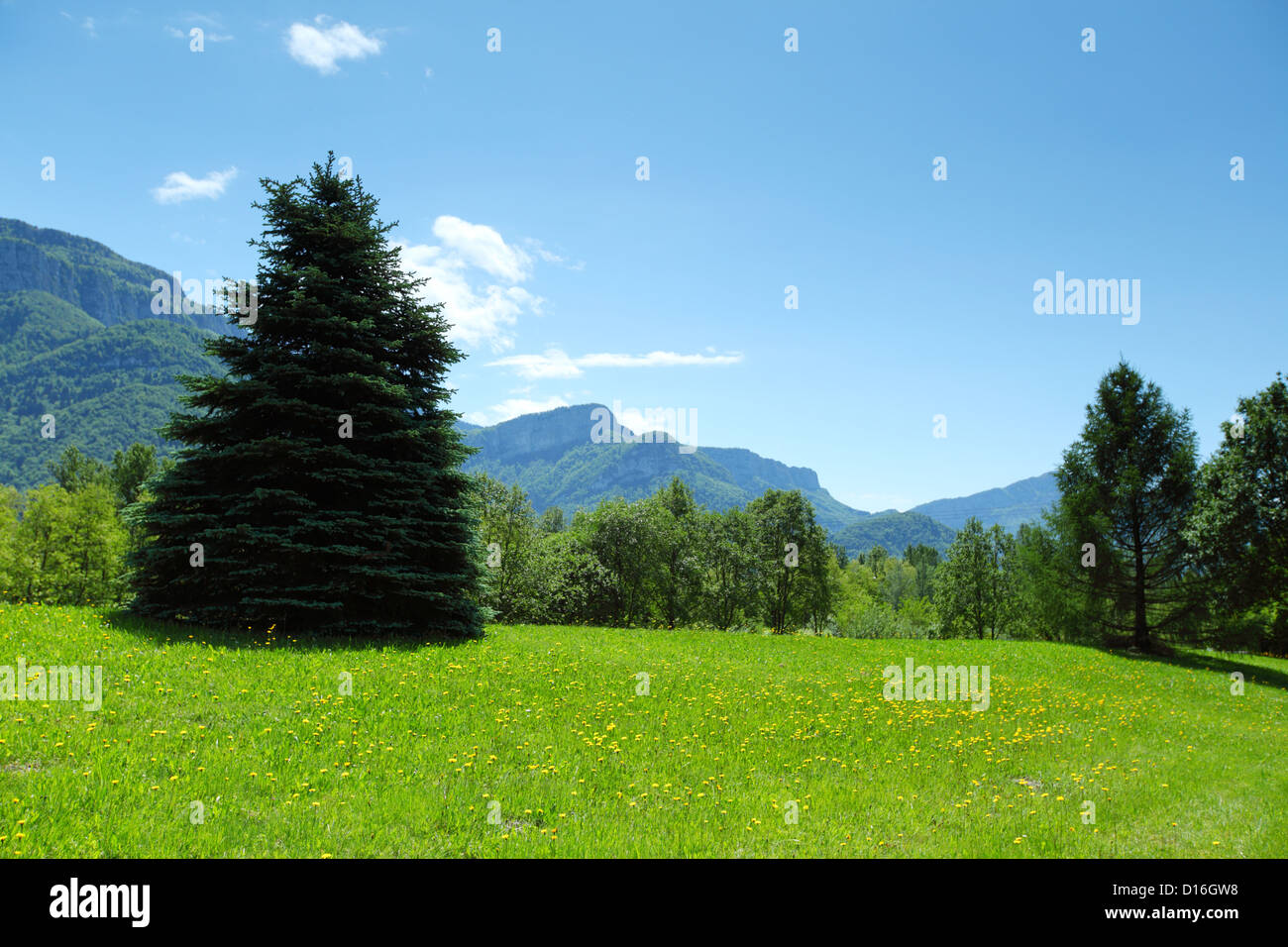 a beautiful view of the alps tree on grass field Stock Photo - Alamy