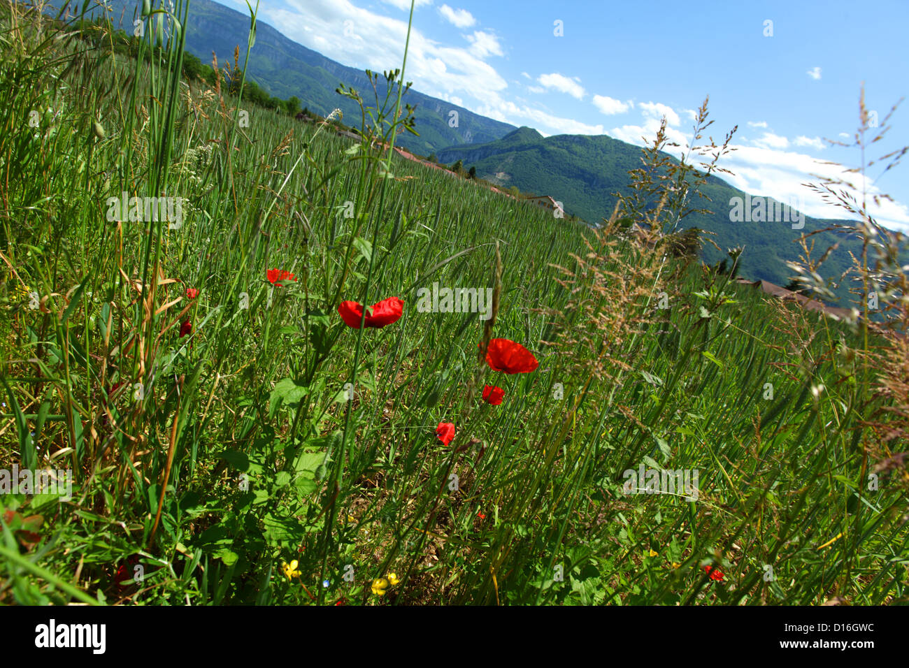 a beautiful view of the alps tree on grass field Stock Photo - Alamy
