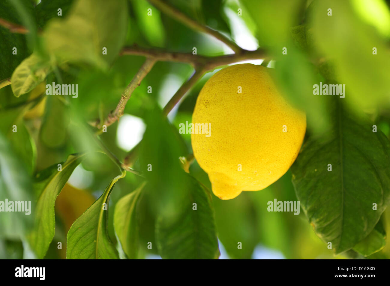 Lemon close up Stock Photo - Alamy