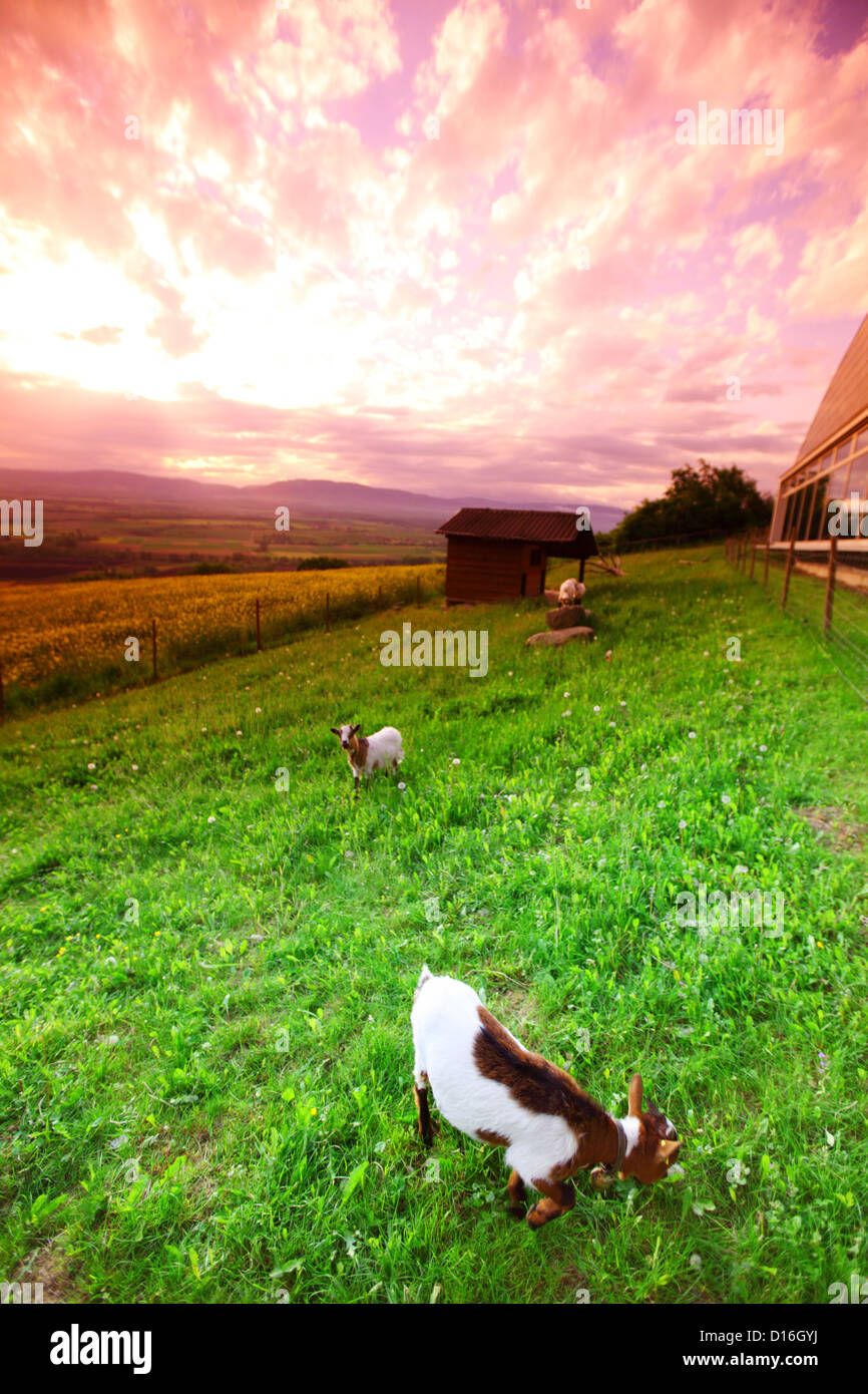 Goats family on meadow in hi-res stock photography and images - Alamy