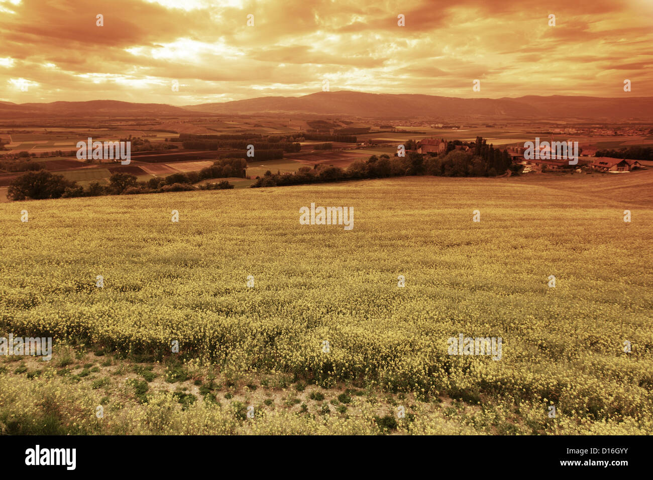Green meadow under sunset sky with clouds Stock Photo - Alamy
