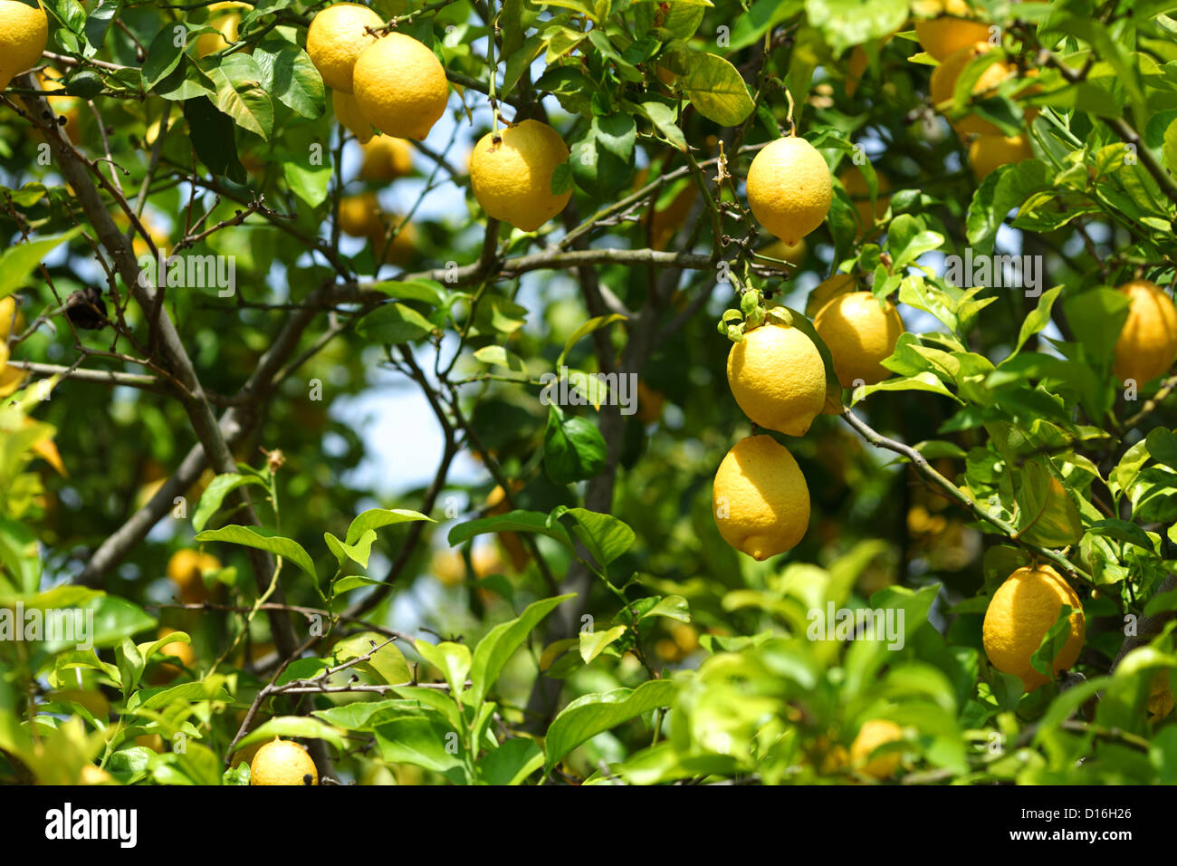 Lemon close up Stock Photo - Alamy