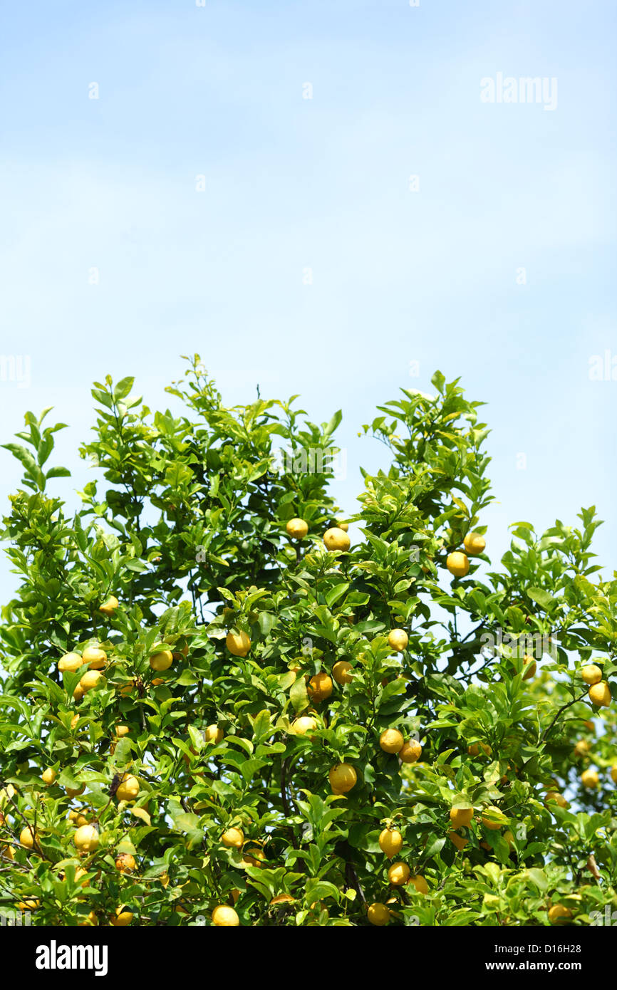Lemon close up Stock Photo - Alamy