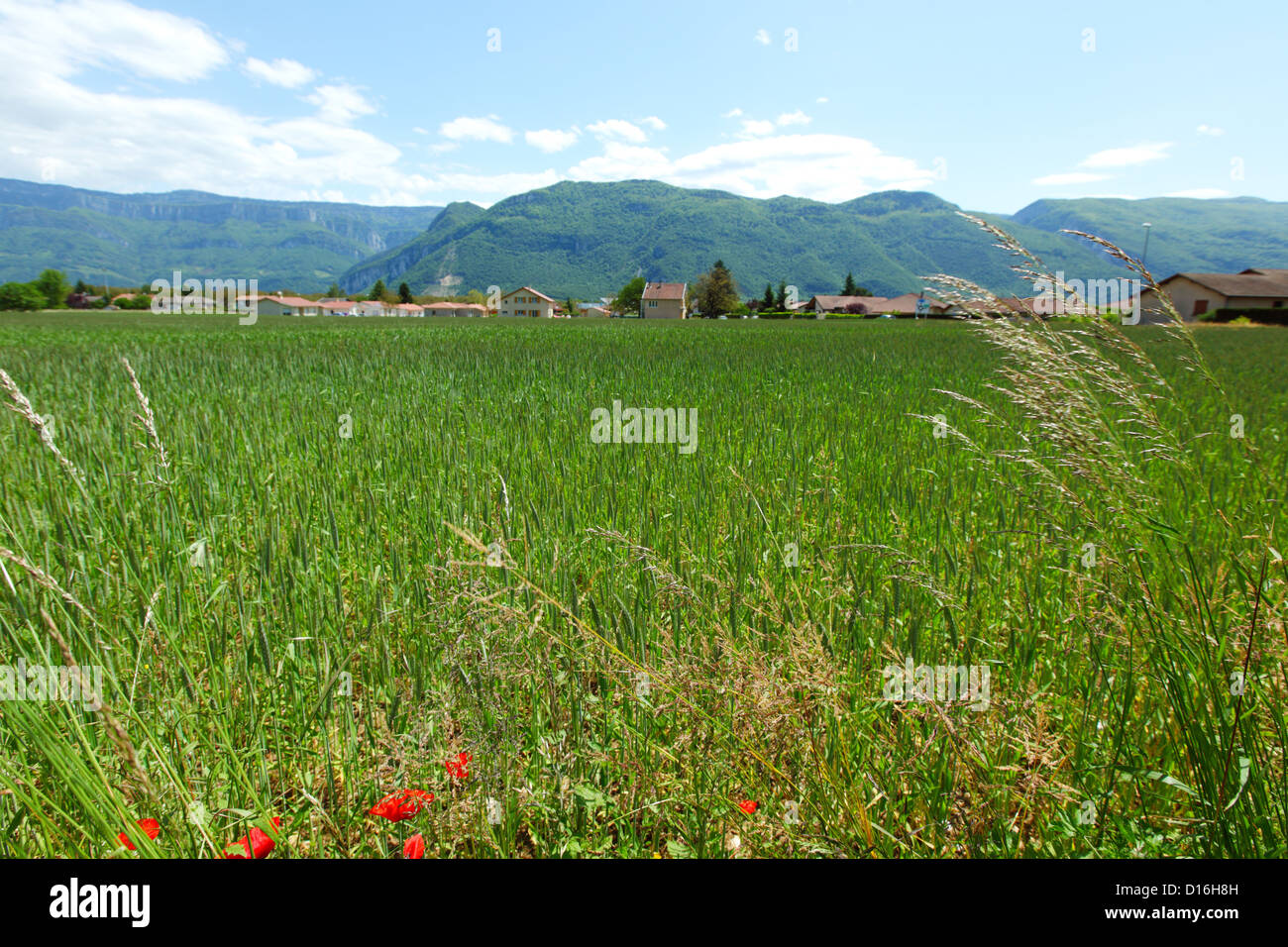 Early spring wheat field Stock Photo - Alamy