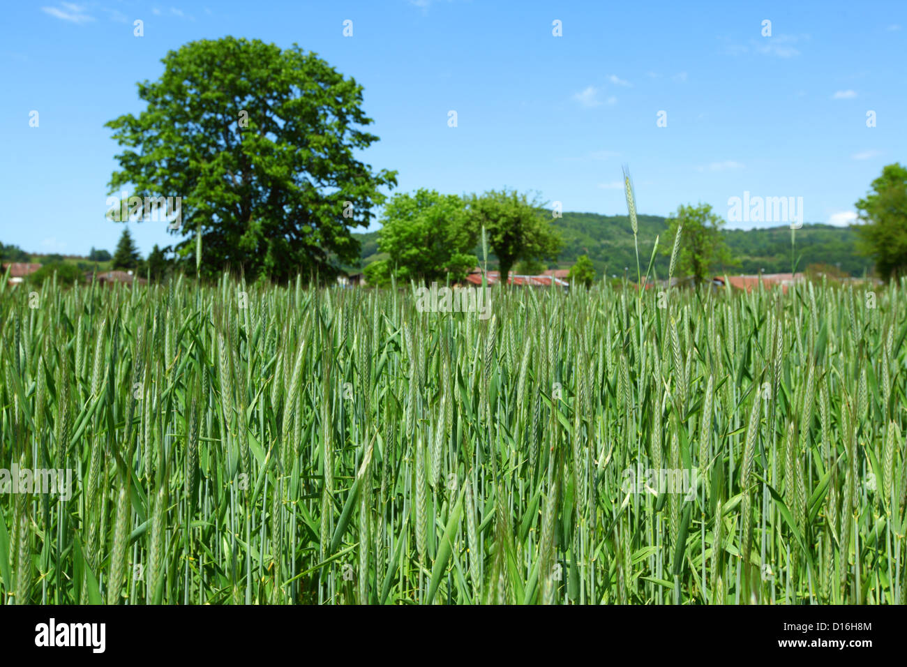 Early spring wheat field Stock Photo - Alamy
