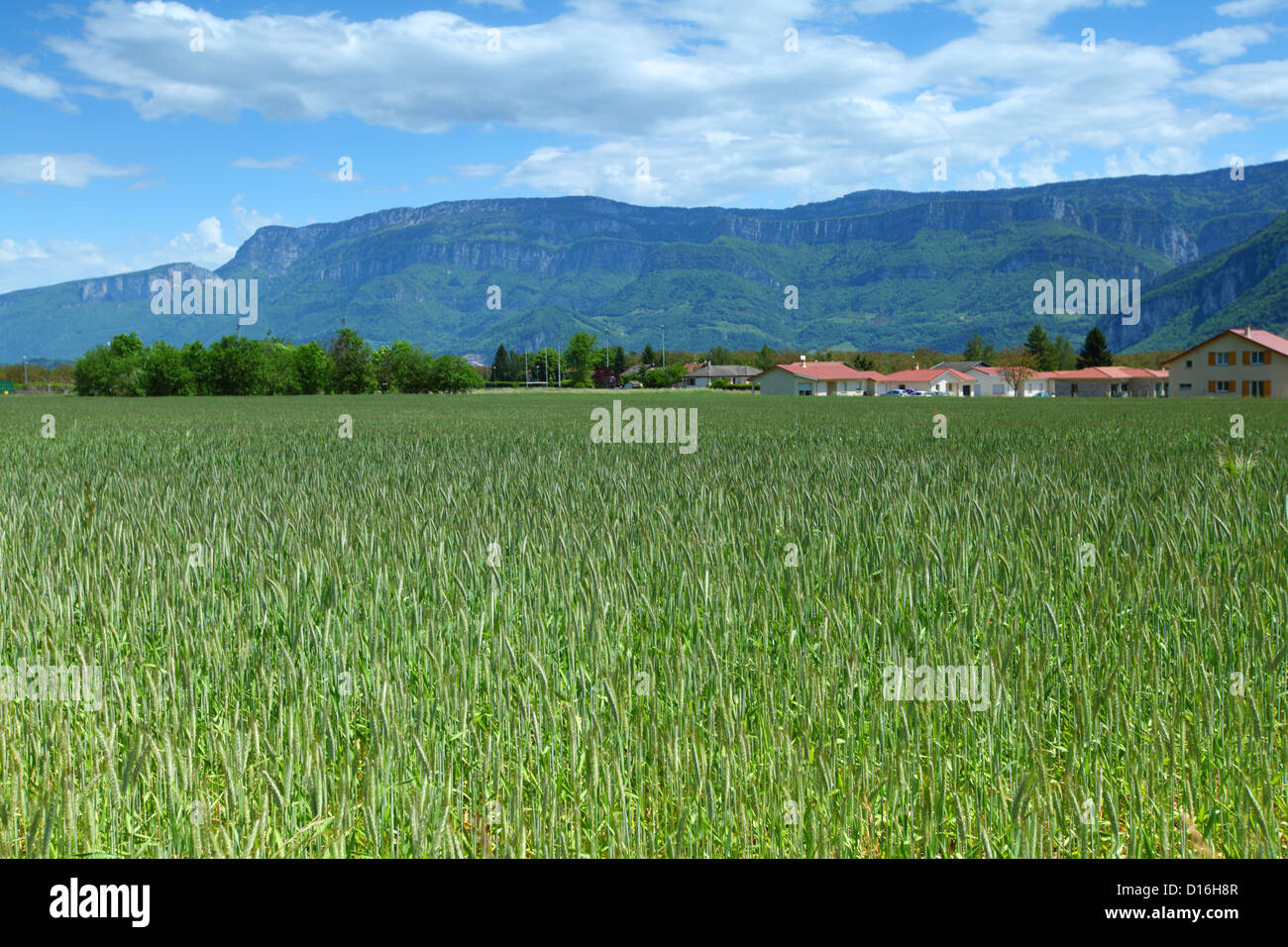 Early spring wheat field Stock Photo - Alamy